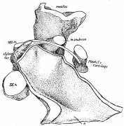 Pharyngeal arches - Embryology