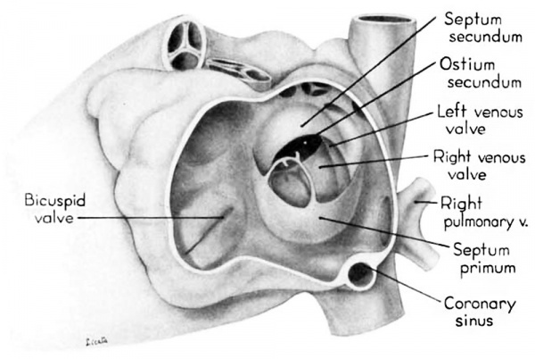Paper - The human embryonic heart in the ninth week (1954) - Embryology