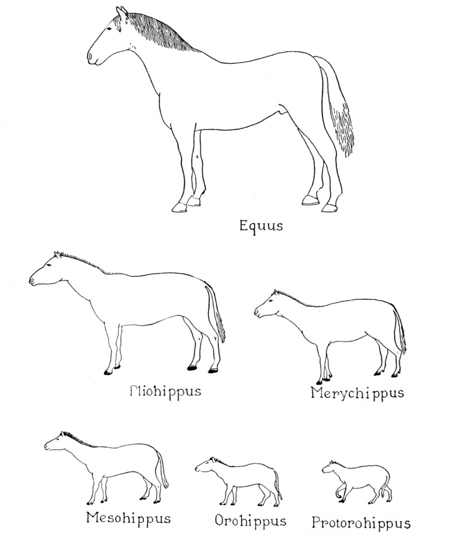 Book - Evolution and Genetics 1 - Embryology
