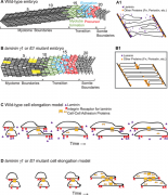 Category:Skeletal Muscle - Embryology