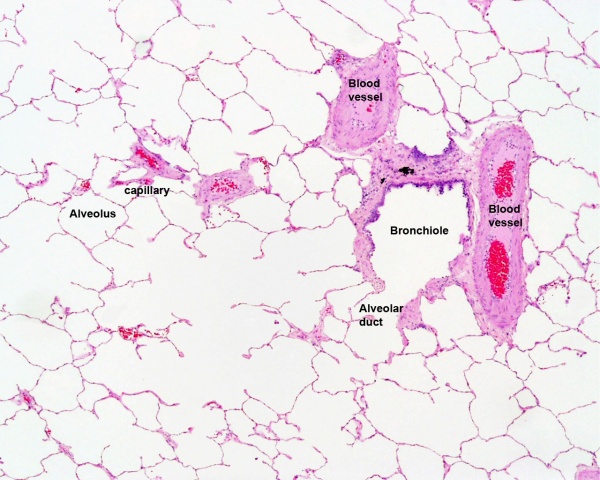 Respiratory System - Histology - Embryology
