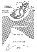 Endocrine - Pituitary Development - Embryology