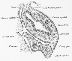 Cardiovascular System - Spleen Development - Embryology