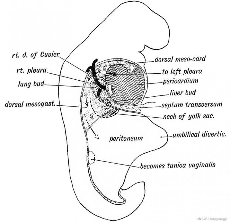 Book - Human Embryology and Morphology 16 - Embryology