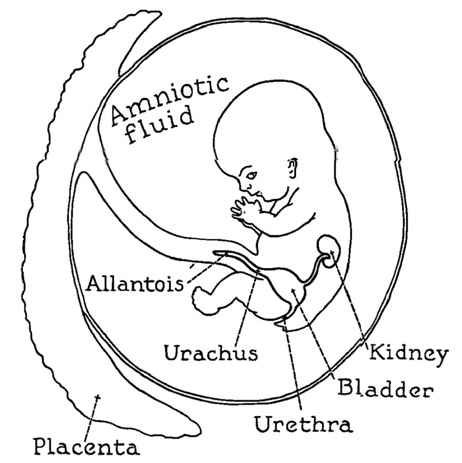 Book - Physiology of the Fetus 8 - Embryology