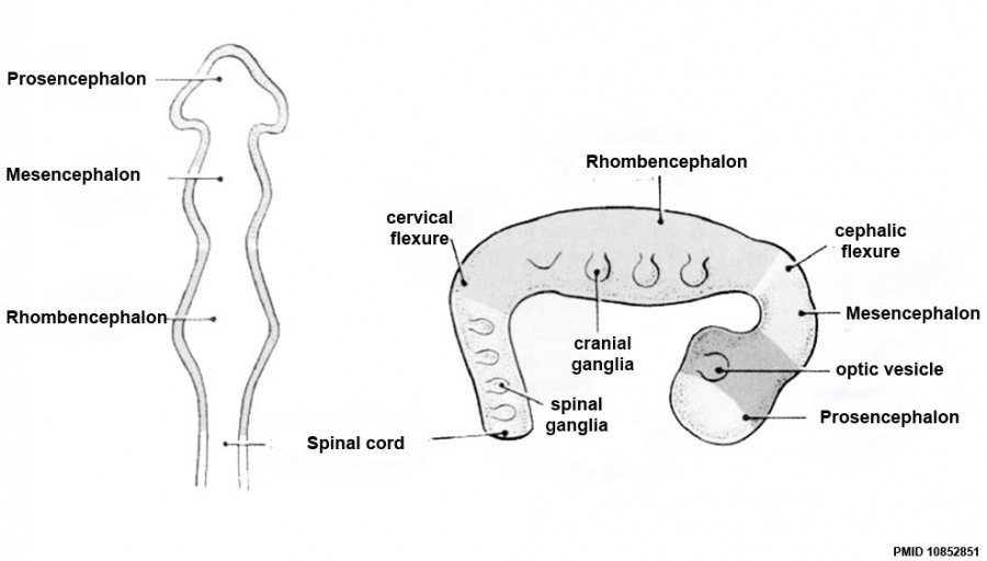 Neural - Cerebrum Development - Embryology
