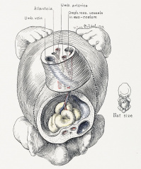 Yolk Sac Development - Embryology