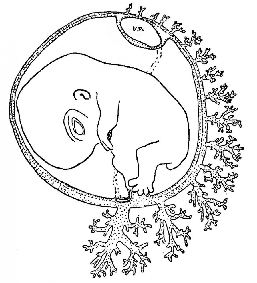 Paper - Development of the human coelom (1897) - Embryology