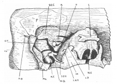 Category:Carnegie Stage 23 - Embryology
