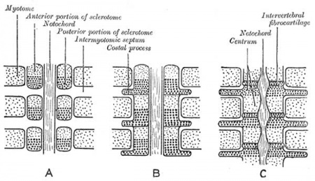 Notochord - Embryology