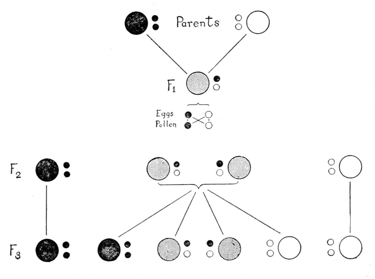 Book - Evolution and Genetics 5 - Embryology