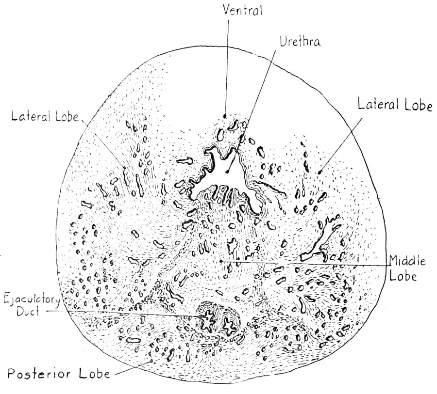 Paper - The development of the human prostate gland with reference to ...