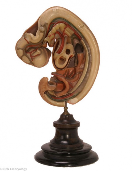 Embryology Models - Embryology