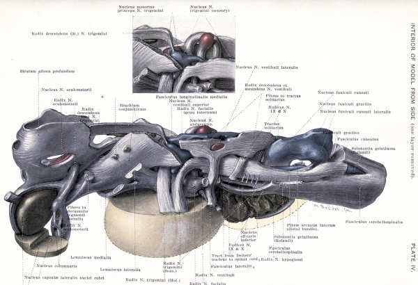 Book - An Atlas of the Medulla and Midbrain 8 - Embryology