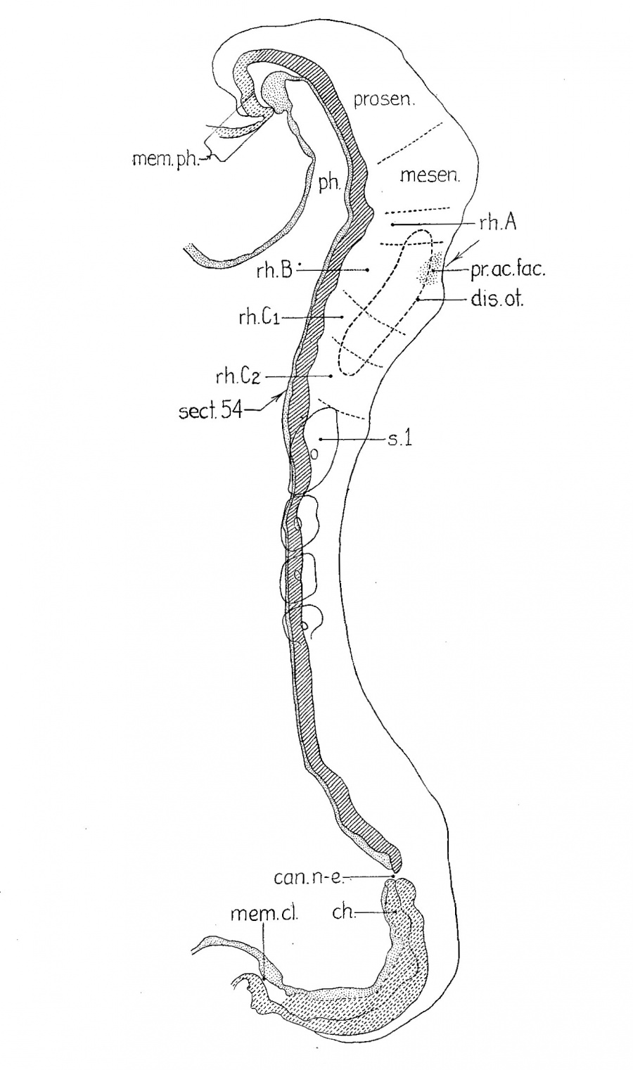 Paper - The subdivisions of the neural folds in man - Embryology
