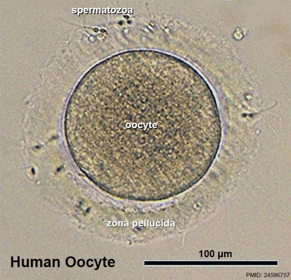 Zona pellucida - Embryology