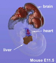 Mouse Heart - Embryology