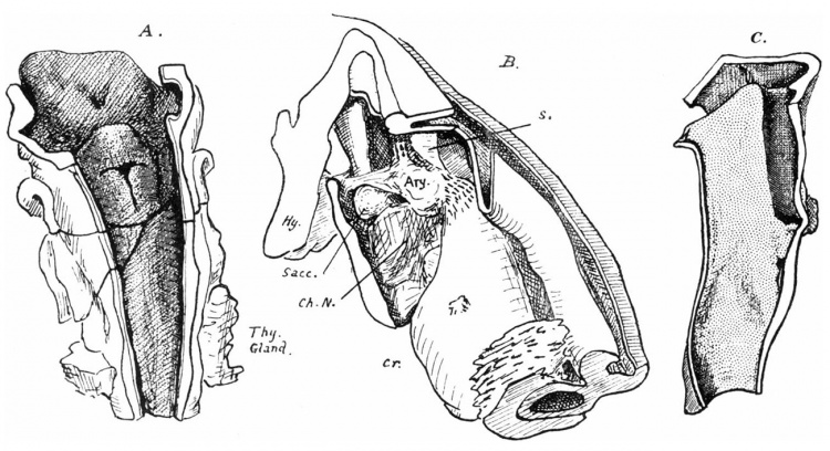 Paper - Development of the larynx (1910) - Embryology