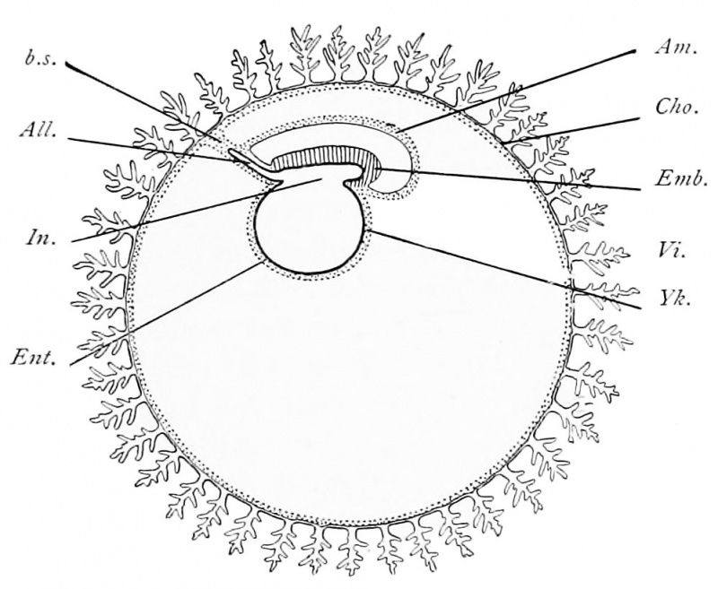 Book - A Laboratory Text-Book of Embryology 3 (1903) - Embryology