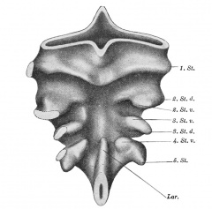 Pharyngeal arches - Embryology