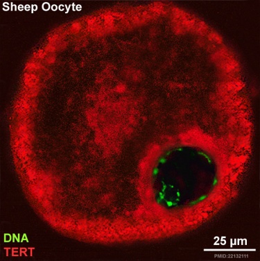 In Vitro Oogenesis - Embryology