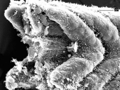 Zebrafish Development - Embryology