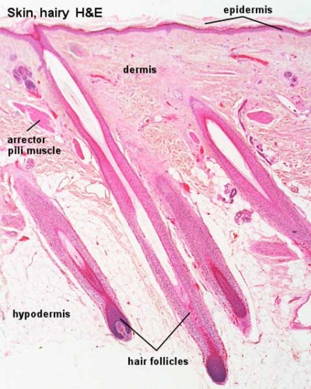 Integumentary System - Hair Development - Embryology