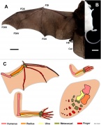 Bat Development - Embryology