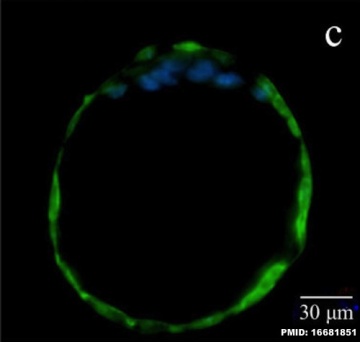 Trophoblast - Embryology