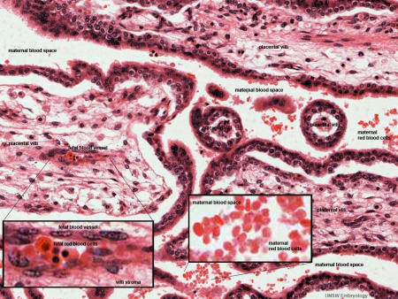 Placenta - Histology - Embryology