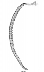 Notochord - Embryology