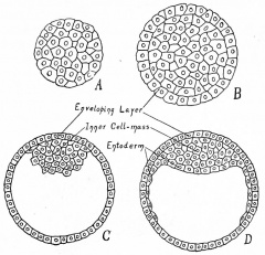 Category:Coelomic Cavity - Embryology