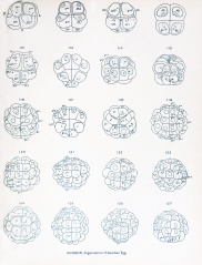 Paper - The Organization and Cell-Lineage of the Ascidian Egg - Embryology