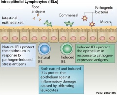 Immune System Development - Embryology