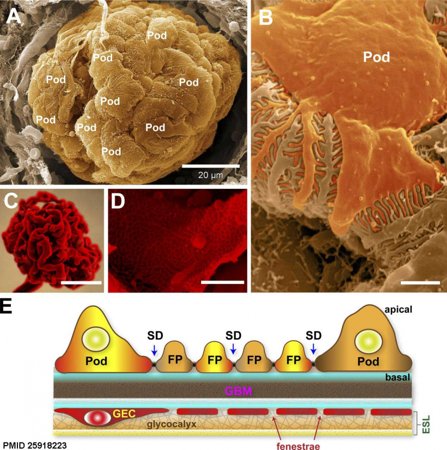 ANAT2241 Urinary System - Embryology