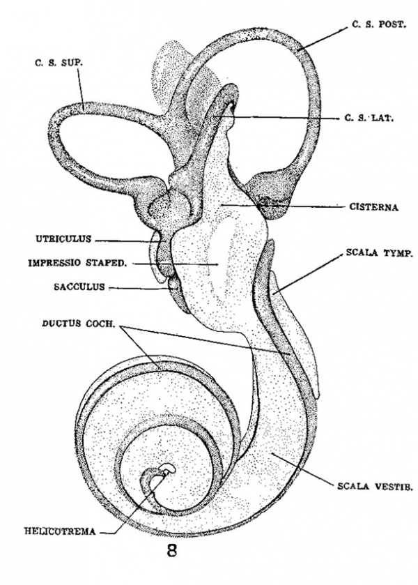 Paper - The Development of the Scala Tympani, Scala Vestibuli and ...