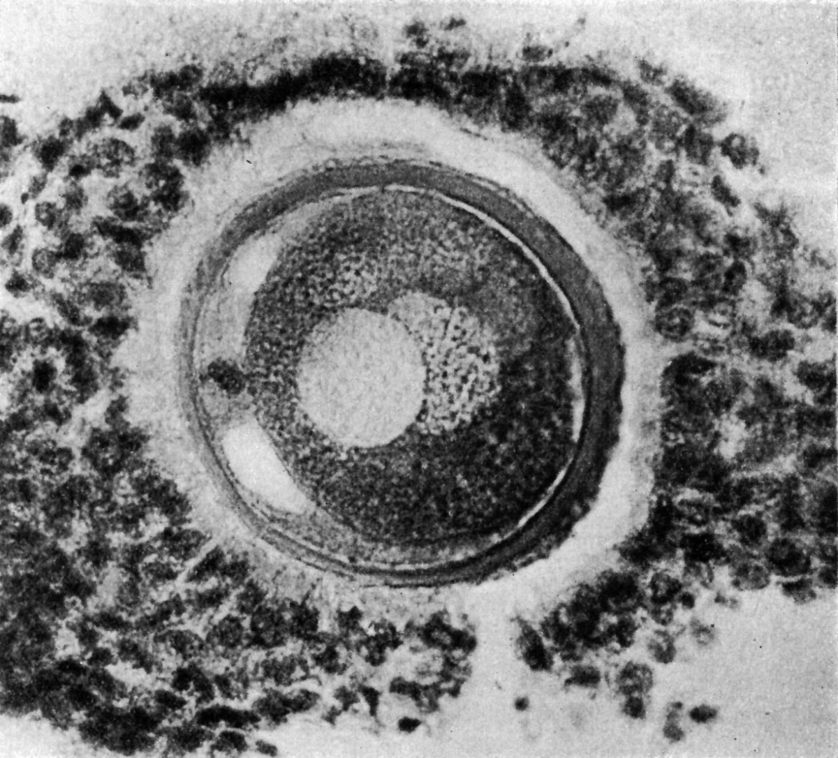 Paper - The Maturation of the Human Ovum - Embryology