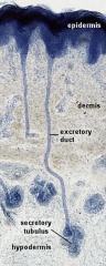 ANAT2241 Glandular Epithelia - Embryology