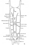 Cardiovascular - Venous Development - Embryology
