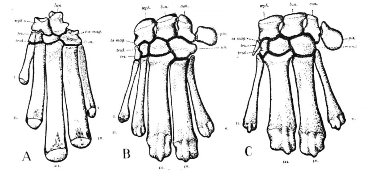 Paper - Extra digits and digital reductions - Embryology