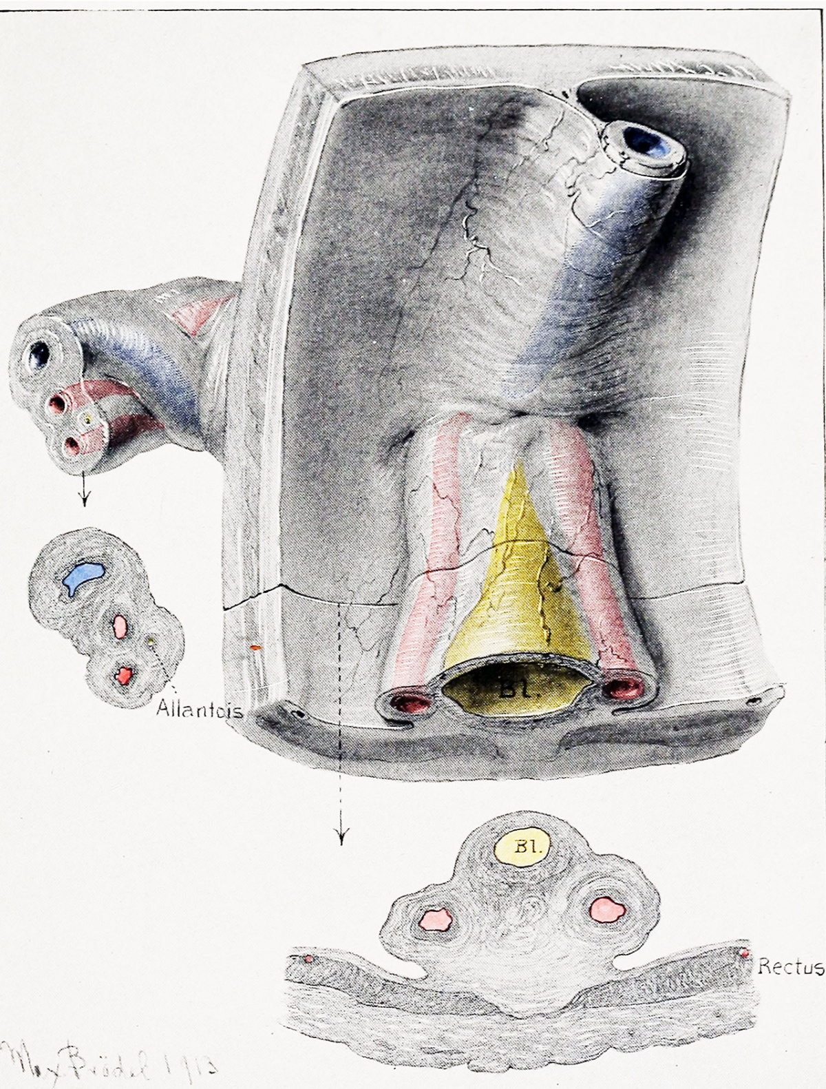 Book - Umbilicus (1916) 1 - Embryology