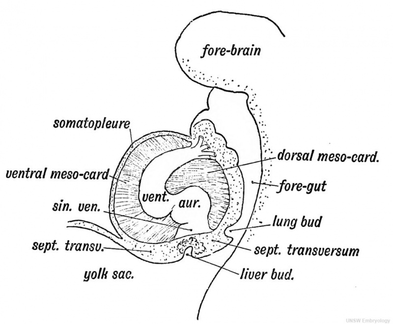 Book - Human Embryology and Morphology 16 - Embryology