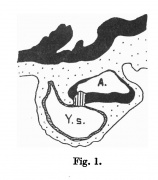 Category:Cloaca - Embryology