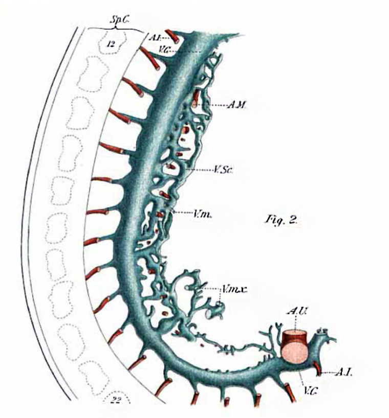 Paper - The development of the vena cava inferior (1902) - Embryology