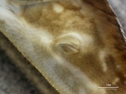Lizard Development - Embryology