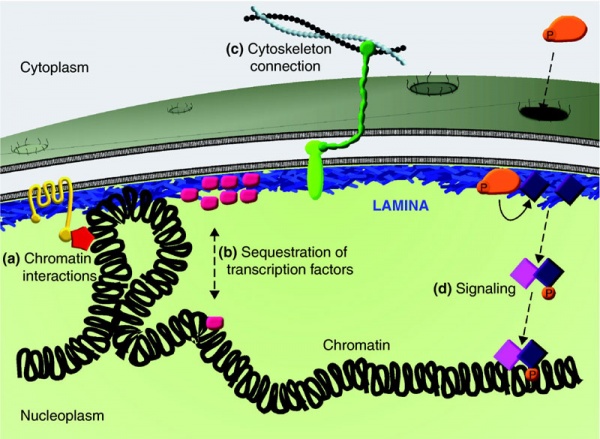 Hutchinson-Gilford Progeria Syndrome - Embryology
