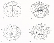 Paper - The Organization and Cell-Lineage of the Ascidian Egg - Embryology