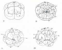 Paper - The Organization and Cell-Lineage of the Ascidian Egg - Embryology