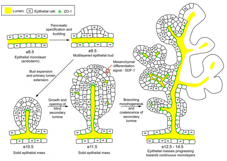 Endocrine - Pancreas Development - Embryology