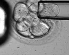 Category:Week 1 - Embryology